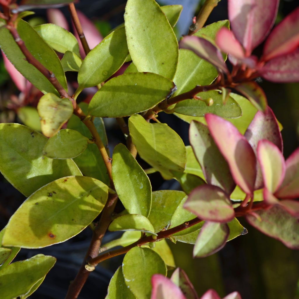 Pseudowintera colorata | Marwood Hill Gardens