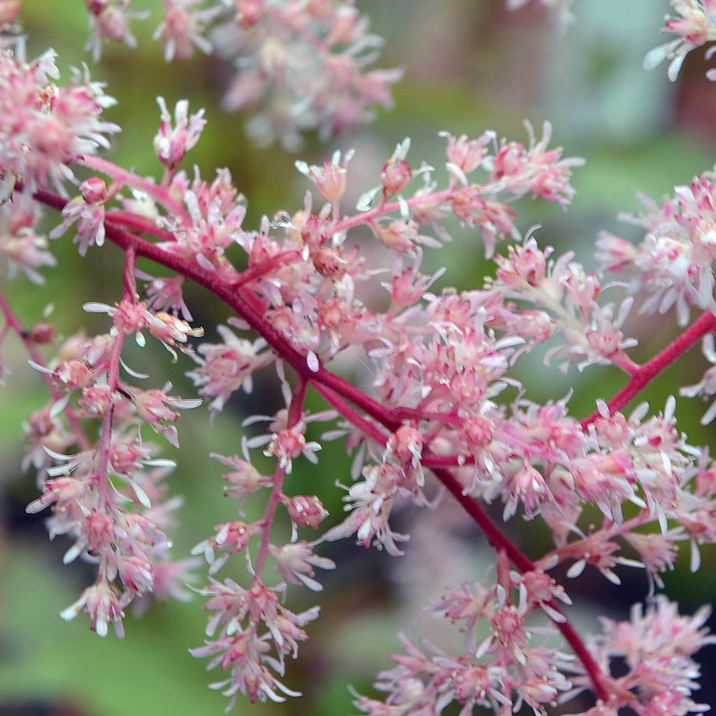 Astilbe 'Isa Hall' | Marwood Hill Gardens