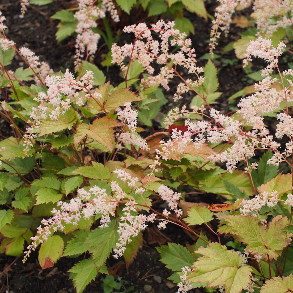 Astilbe 'Isa Hall' | Marwood Hill Gardens