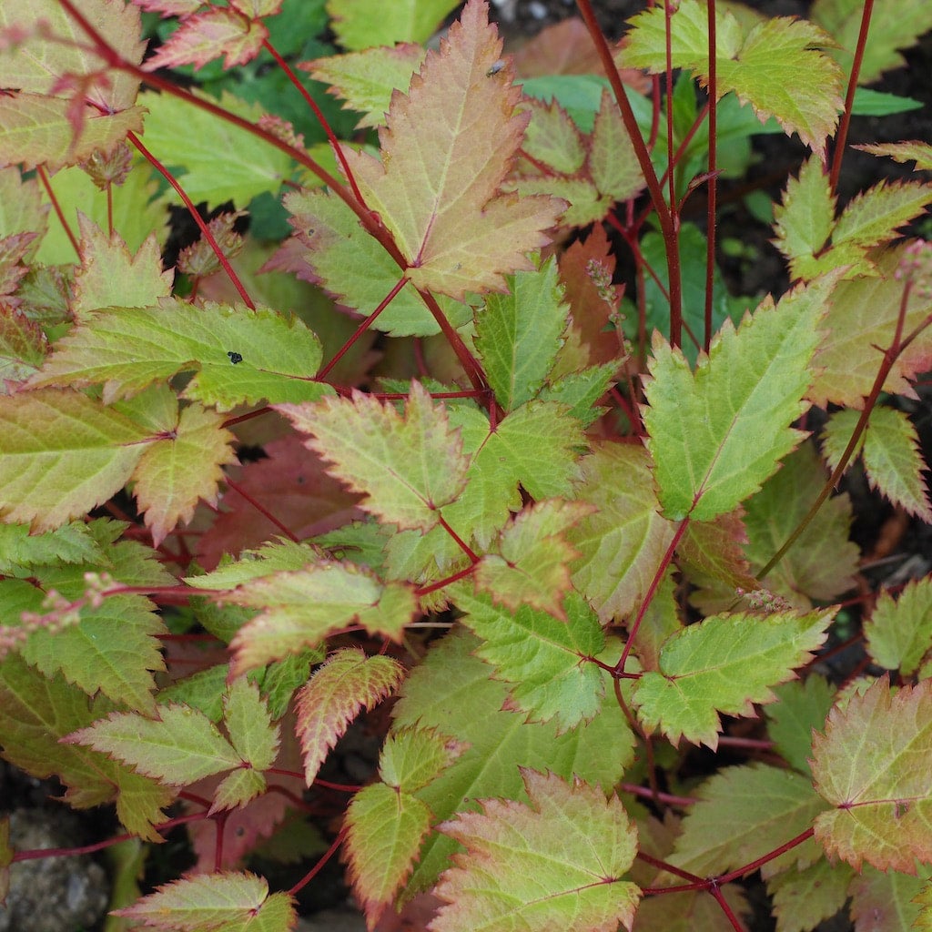 Astilbe 'Isa Hall' | Marwood Hill Gardens