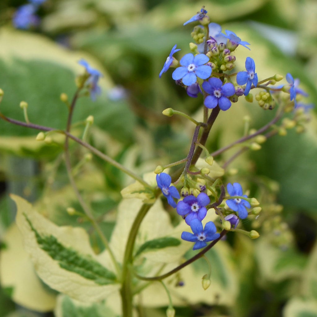 Brunnera macrophylla 'Dawson's White' | Marwood Hill Gardens